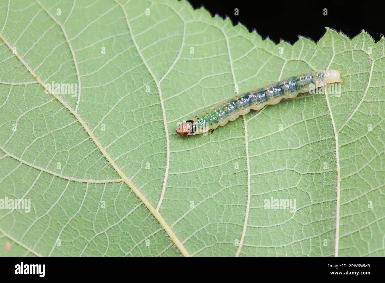 Lepidoptera larvae in the wild, North China Stock Photo - Alamy