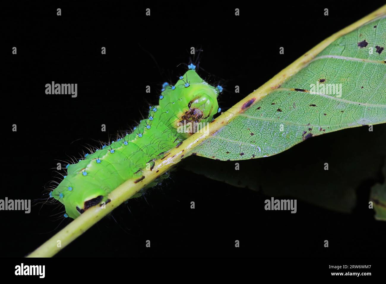 Lepidoptera larvae in the wild, North China Stock Photo - Alamy