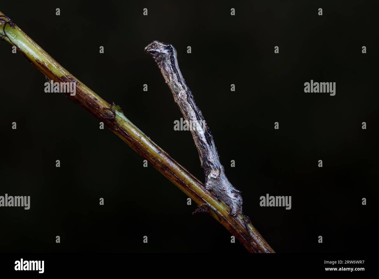Lepidoptera larva inchworm in the wild, North China Stock Photo - Alamy