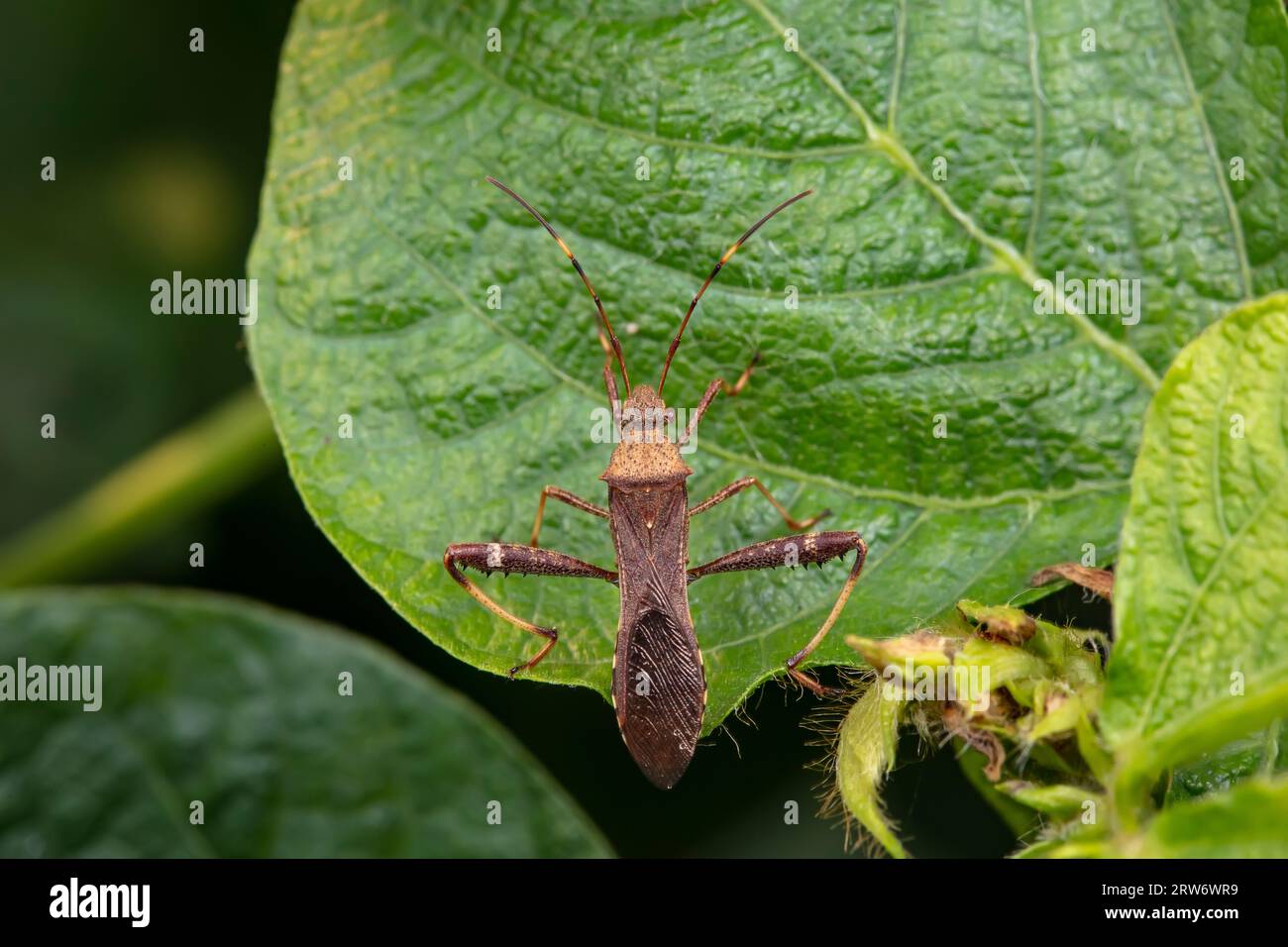 Point bee edge stink bug in the wild, North China Stock Photo - Alamy