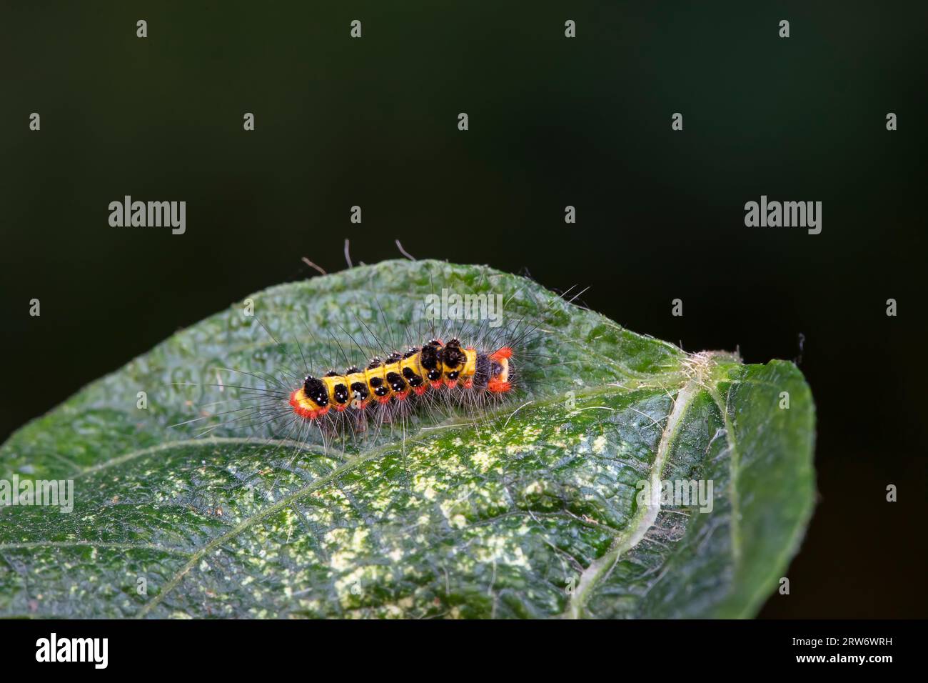 Lepidoptera larvae in the wild, North China Stock Photo - Alamy