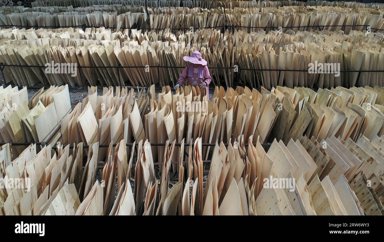 Workers are drying wood chips in a processing plant in North China ...