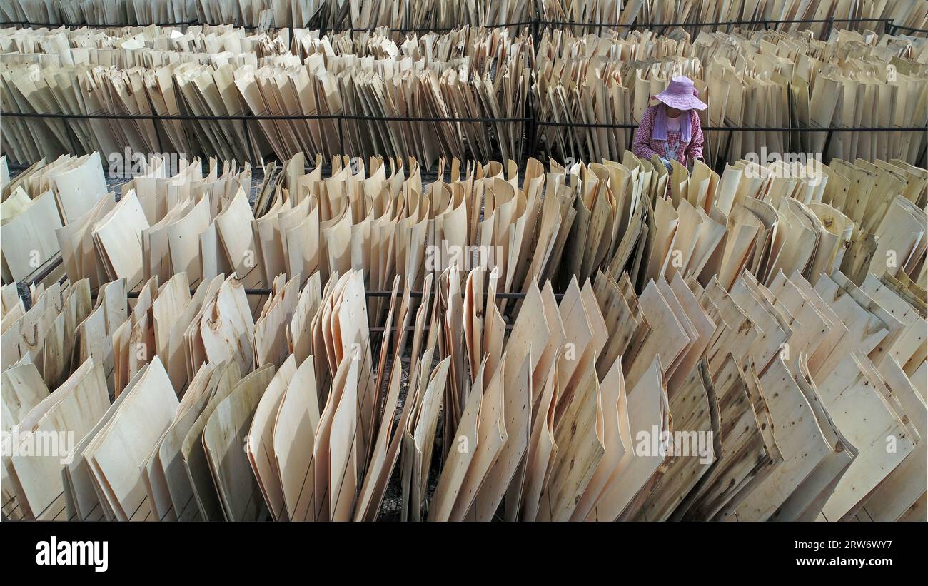 Workers are drying wood chips in a processing plant in North China ...