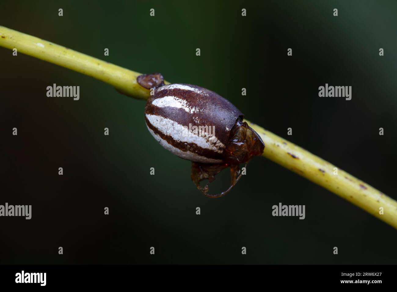 Insect cocoon shells on wild plants, North China Stock Photo - Alamy