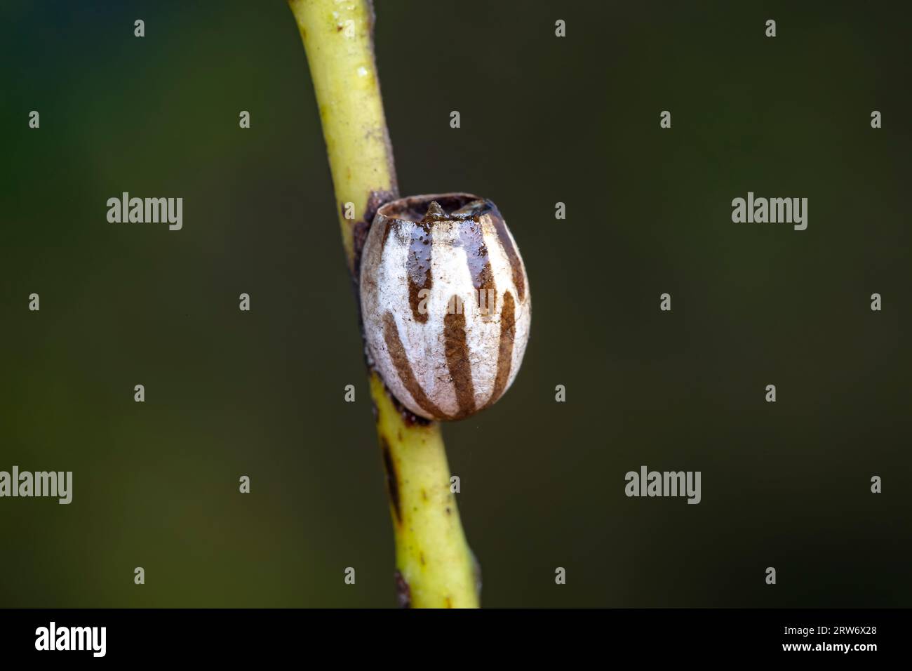 Insect cocoon shells on wild plants, North China Stock Photo - Alamy