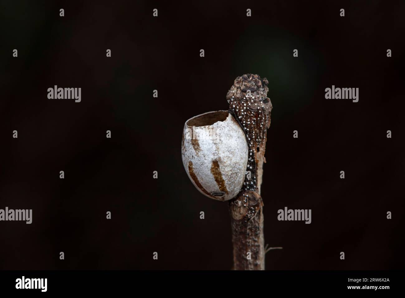 Insect cocoon shells on wild plants, North China Stock Photo - Alamy