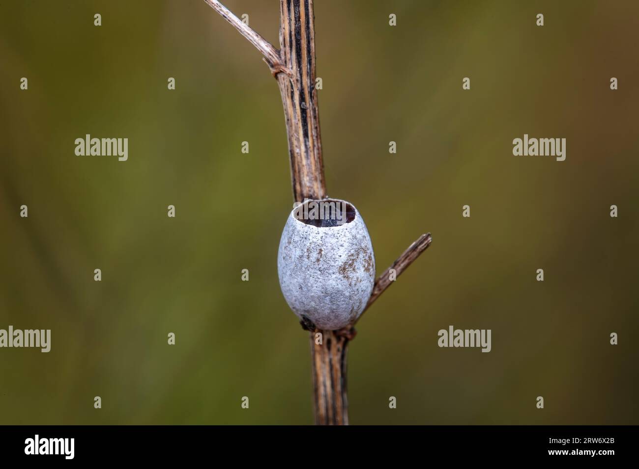 Insect cocoon shells on wild plants, North China Stock Photo - Alamy