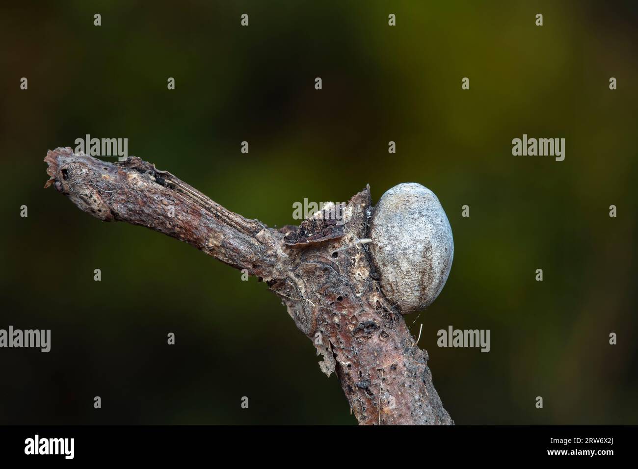 Insect cocoon shells on wild plants, North China Stock Photo - Alamy