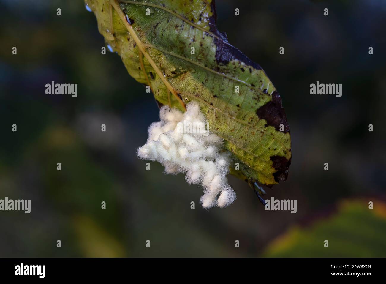 Insect cocoon shells on wild plants, North China Stock Photo - Alamy
