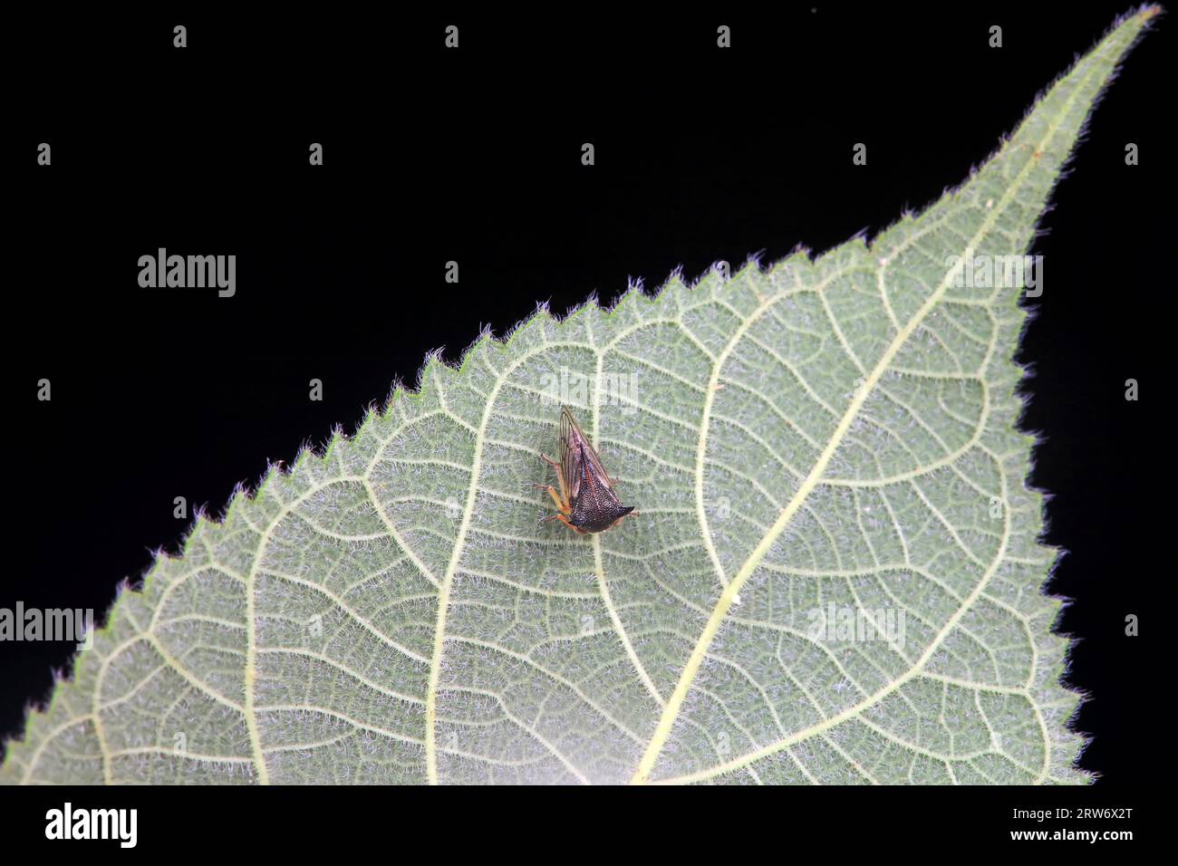 Leaf cicada on wild plants, North China Stock Photo - Alamy