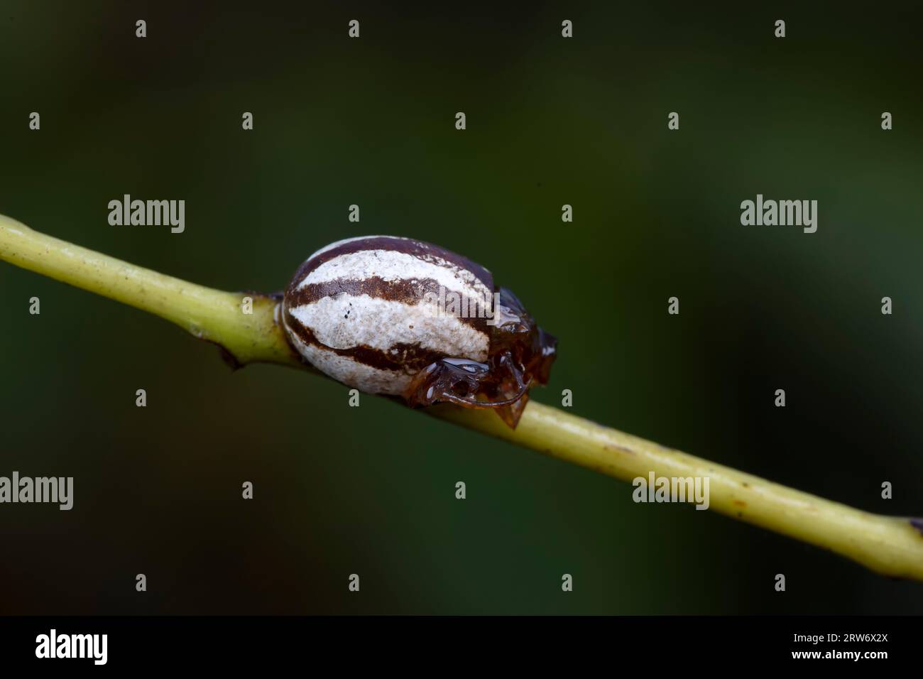 Insect cocoon shells on wild plants, North China Stock Photo - Alamy