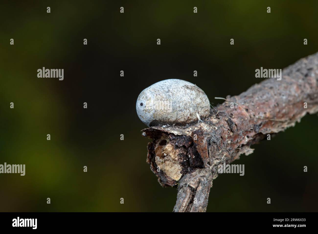Insect cocoon shells on wild plants, North China Stock Photo - Alamy