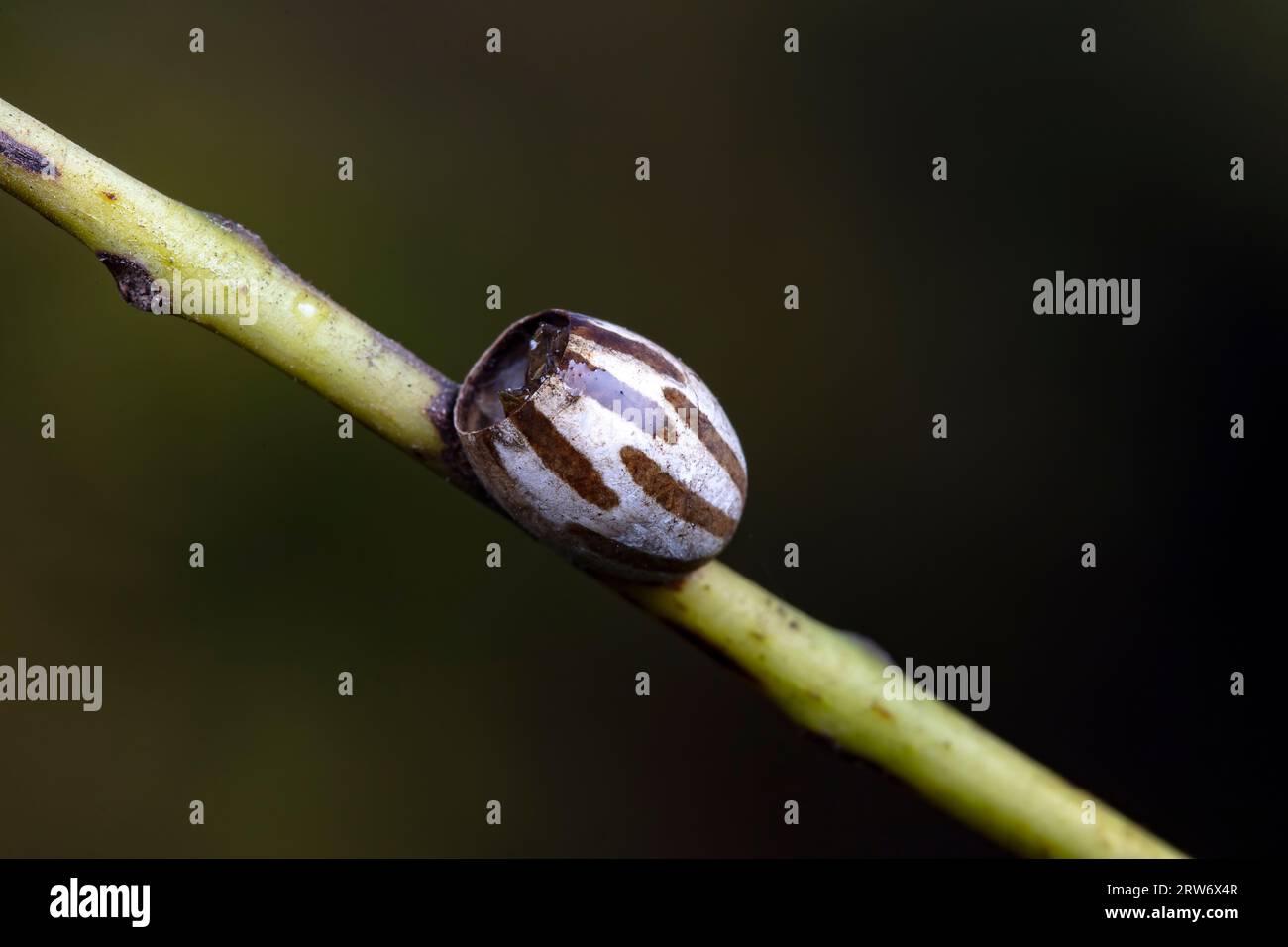 Insect cocoon shells on wild plants, North China Stock Photo - Alamy