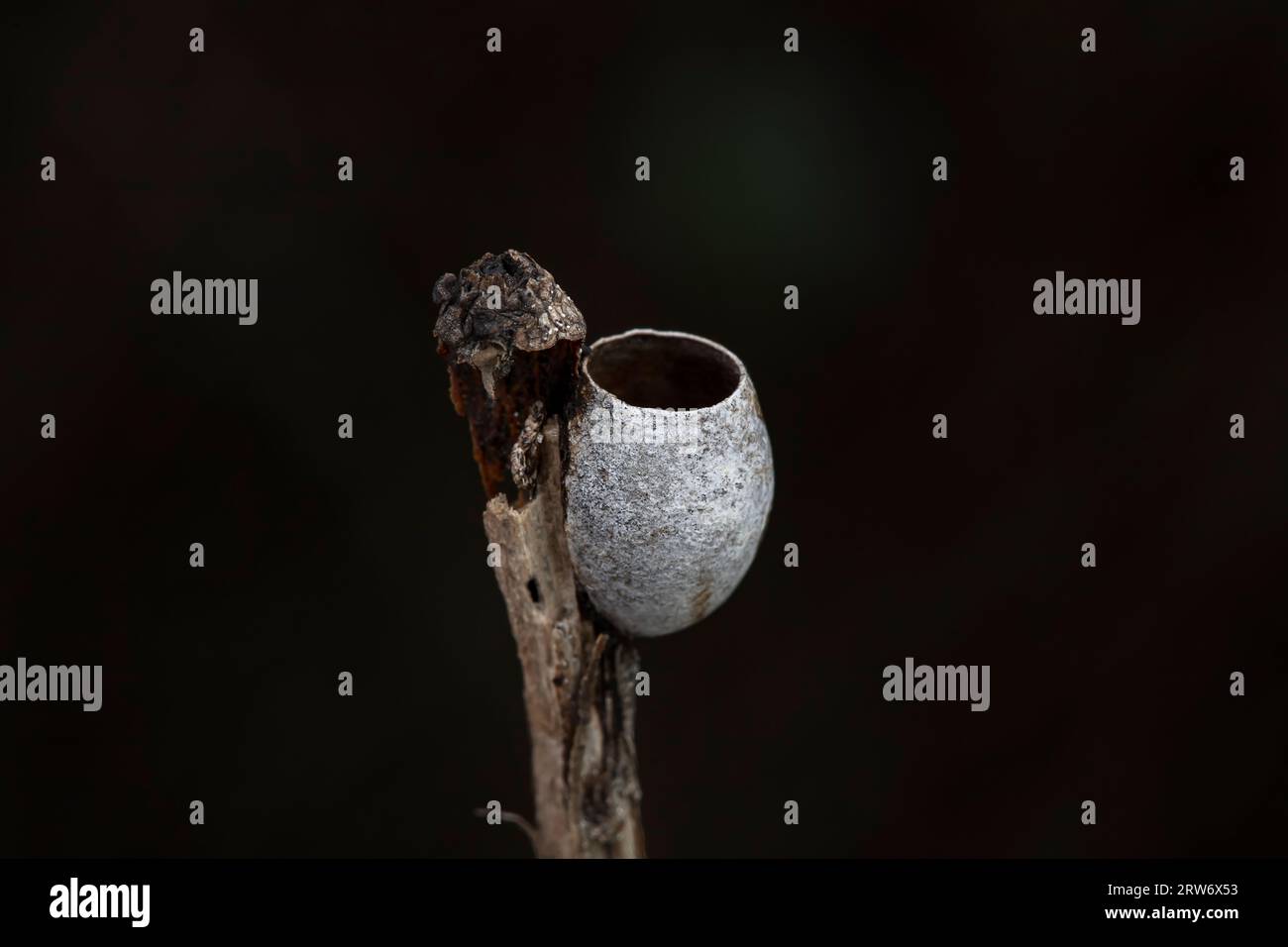 Insect cocoon shells on wild plants, North China Stock Photo - Alamy
