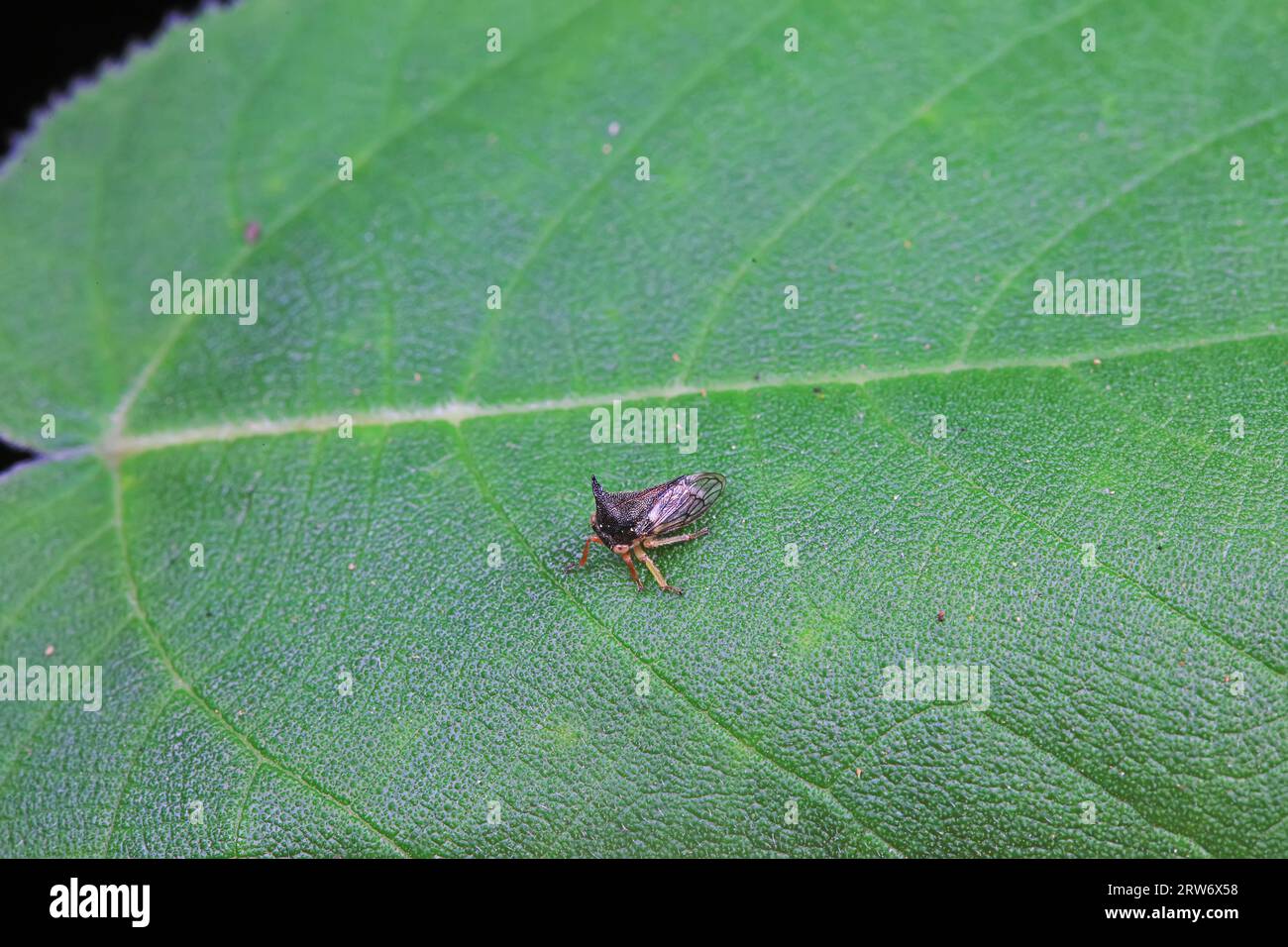 Leaf cicada on wild plants, North China Stock Photo - Alamy