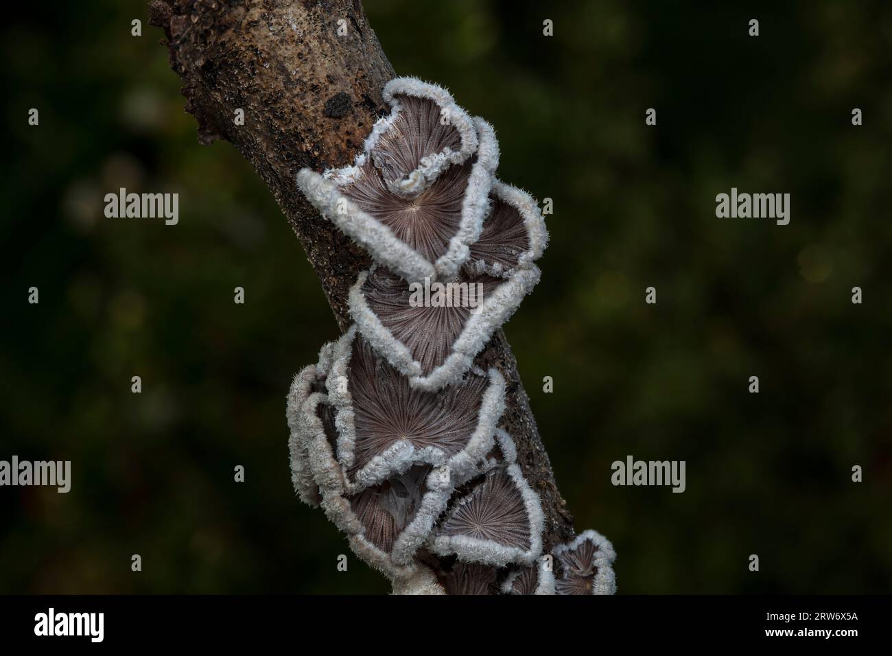 Cleft wrinkle fungus, a wild fungus, North China Stock Photo - Alamy
