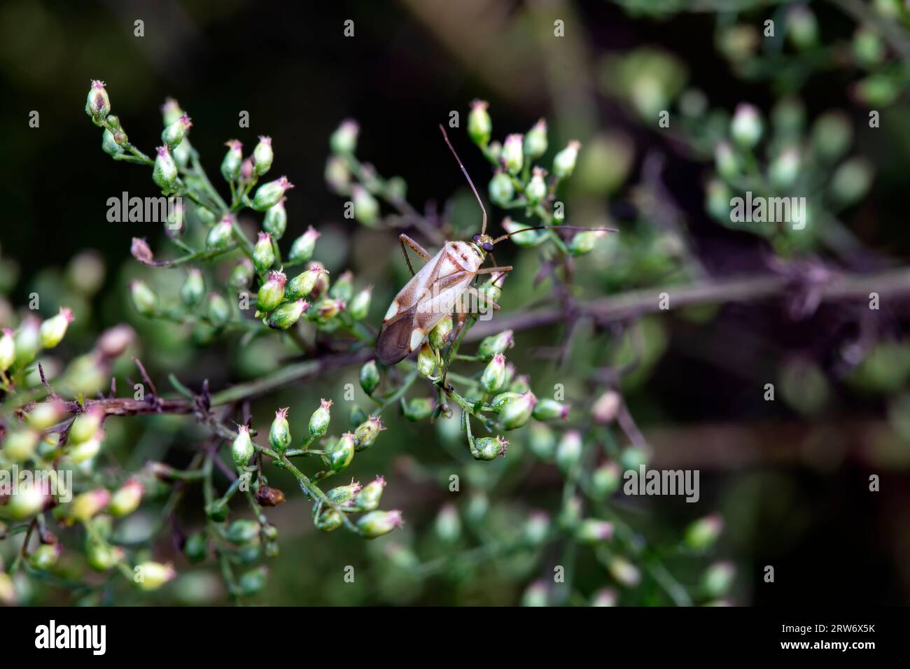 Hemiptera bugs in the wild, North China Stock Photo - Alamy