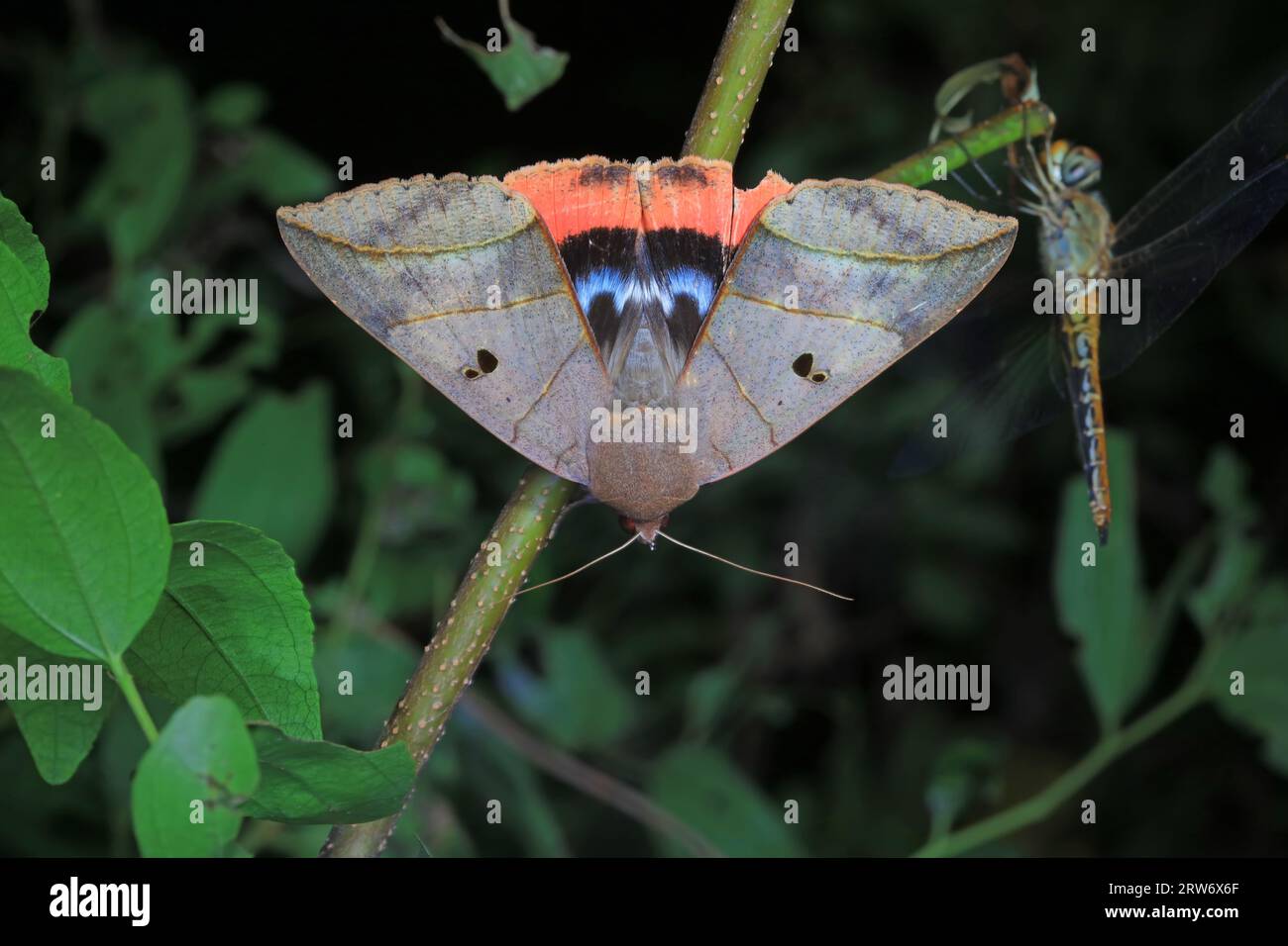 Lepidoptera insects in the wild, North China Stock Photo - Alamy