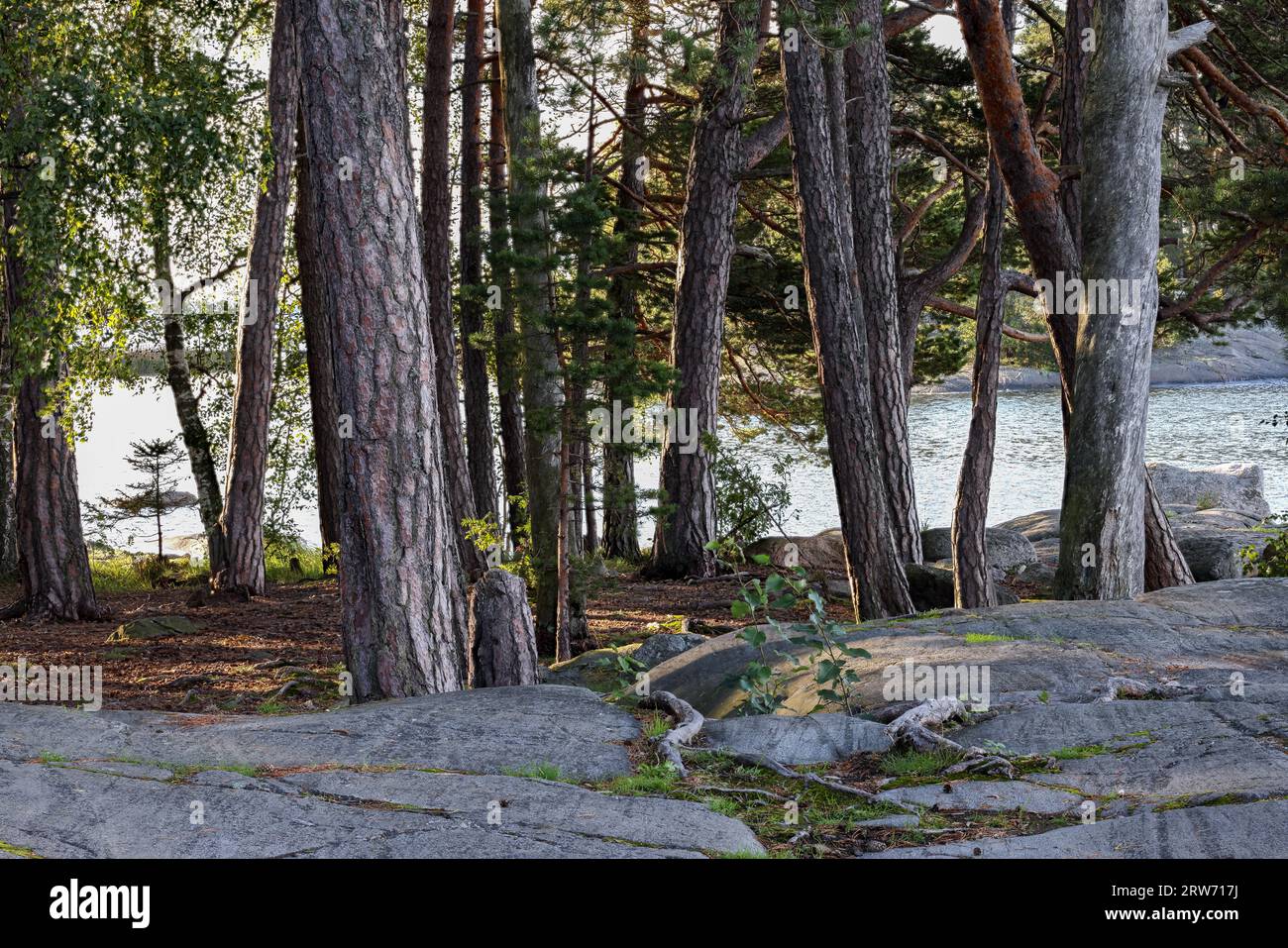 Shoreline pine trees hi-res stock photography and images - Alamy