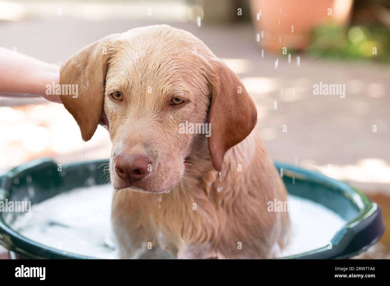 Finish washing labrador puppy with clean water spray Stock Photo - Alamy