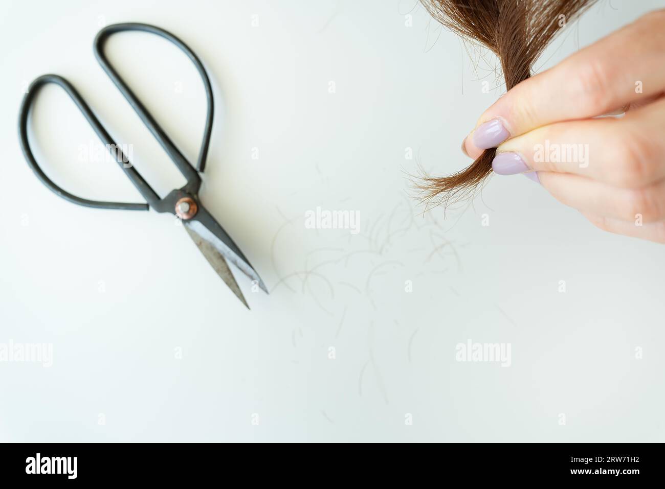 Hairdresser cuts brown hair with scissors. Haircut close-up. Getting ...