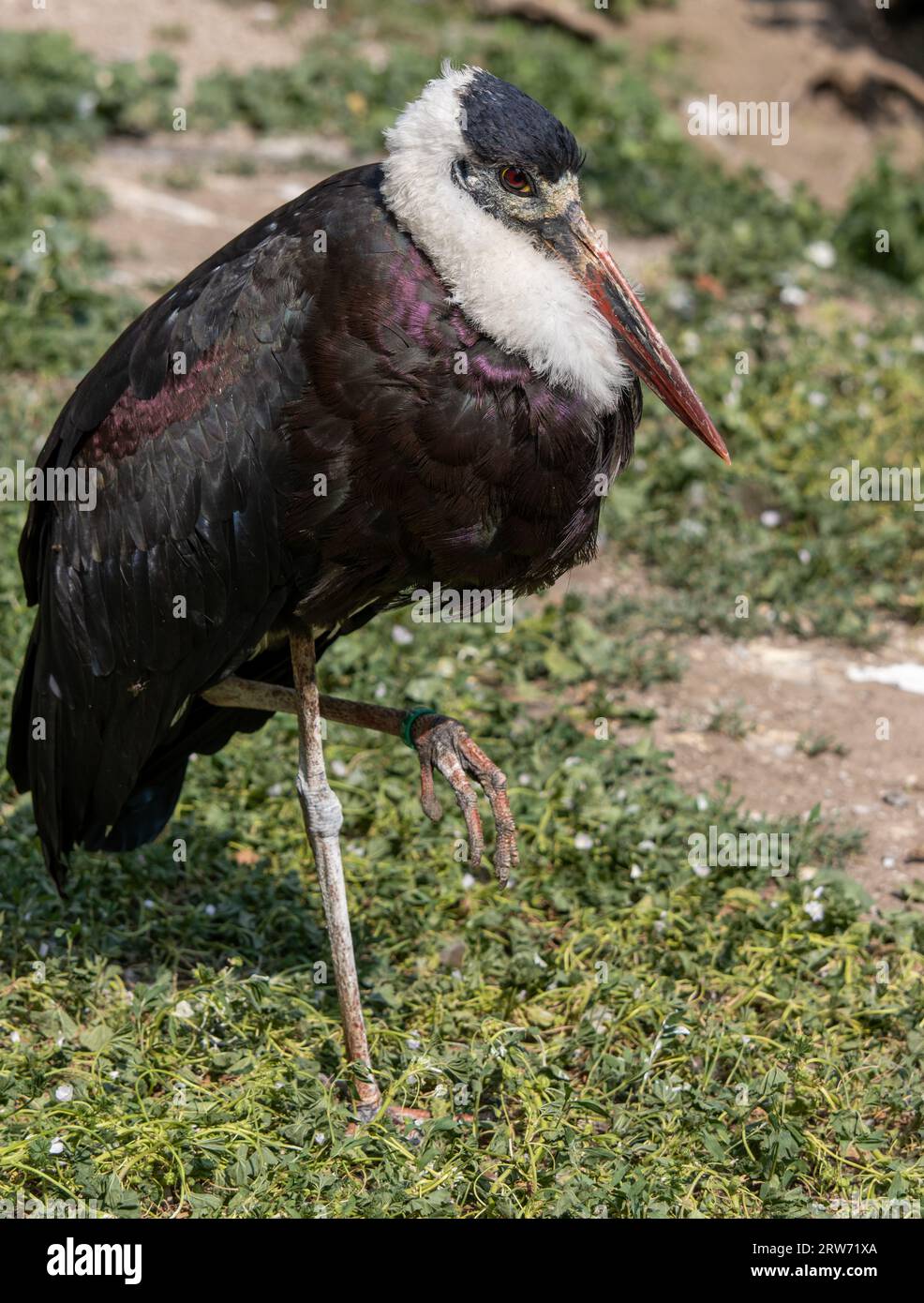 The Asian woolly-necked stork or Asian woollyneck (Ciconia episcopus ...