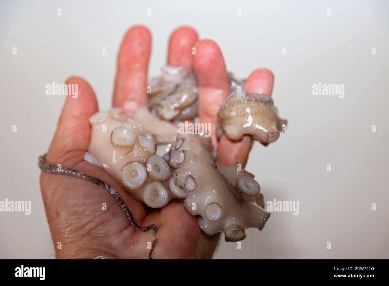 Octopus tentacle wrapped hi-res stock photography and images - Alamy
