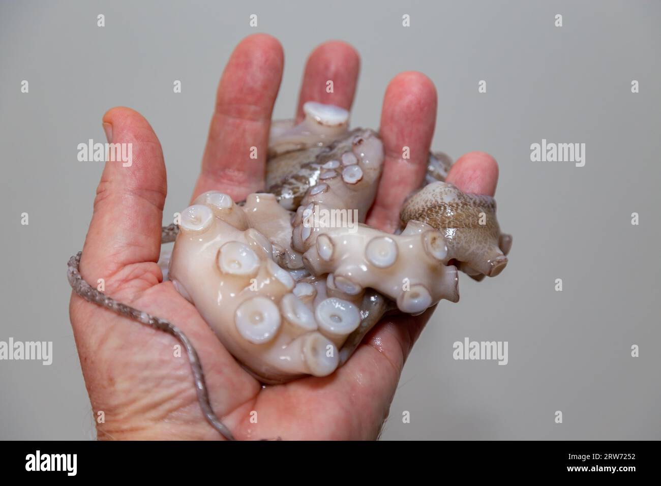 Tentacle man hi-res stock photography and images - Alamy