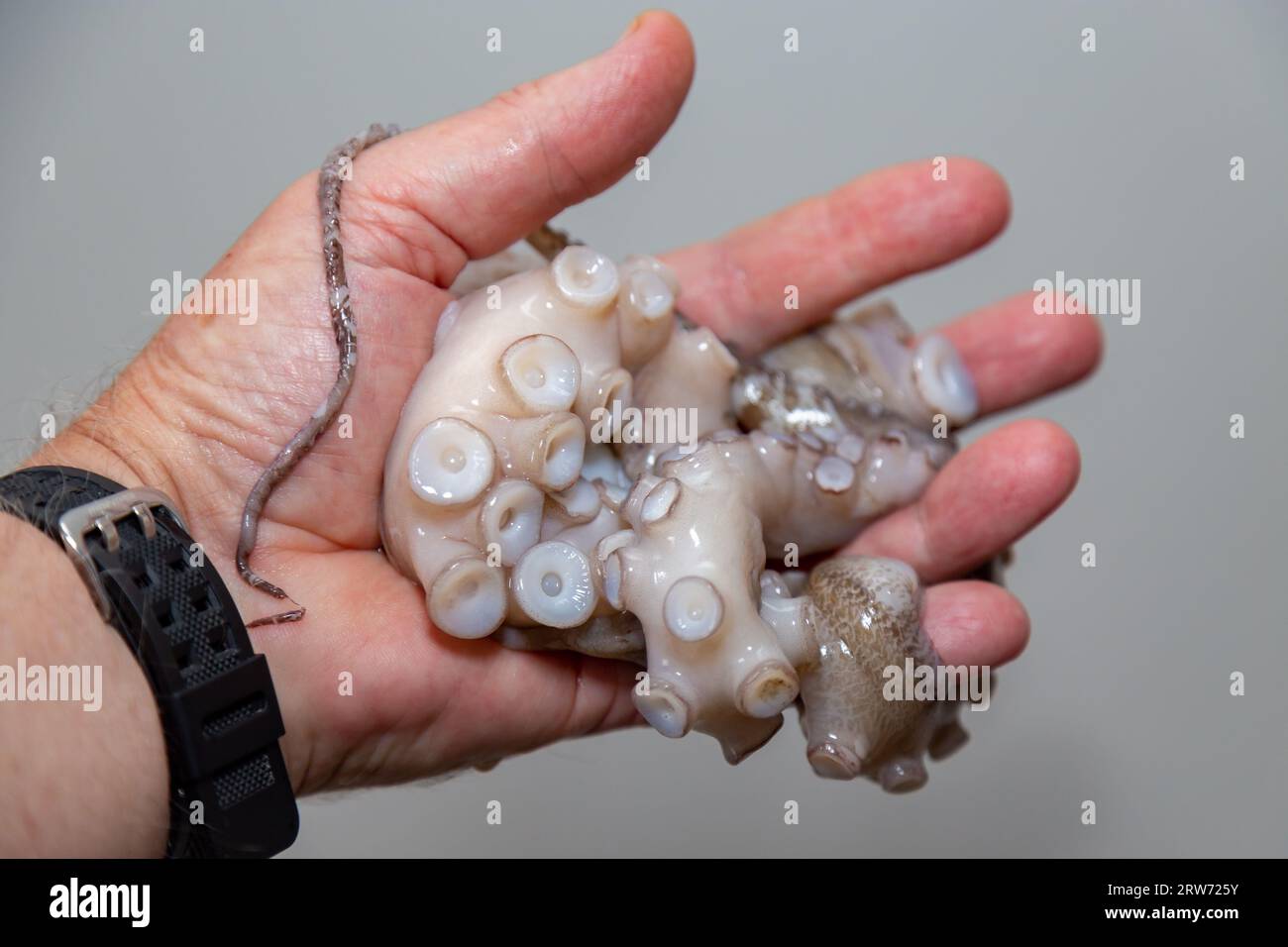 Octopus tentacle wrapped hi-res stock photography and images - Alamy
