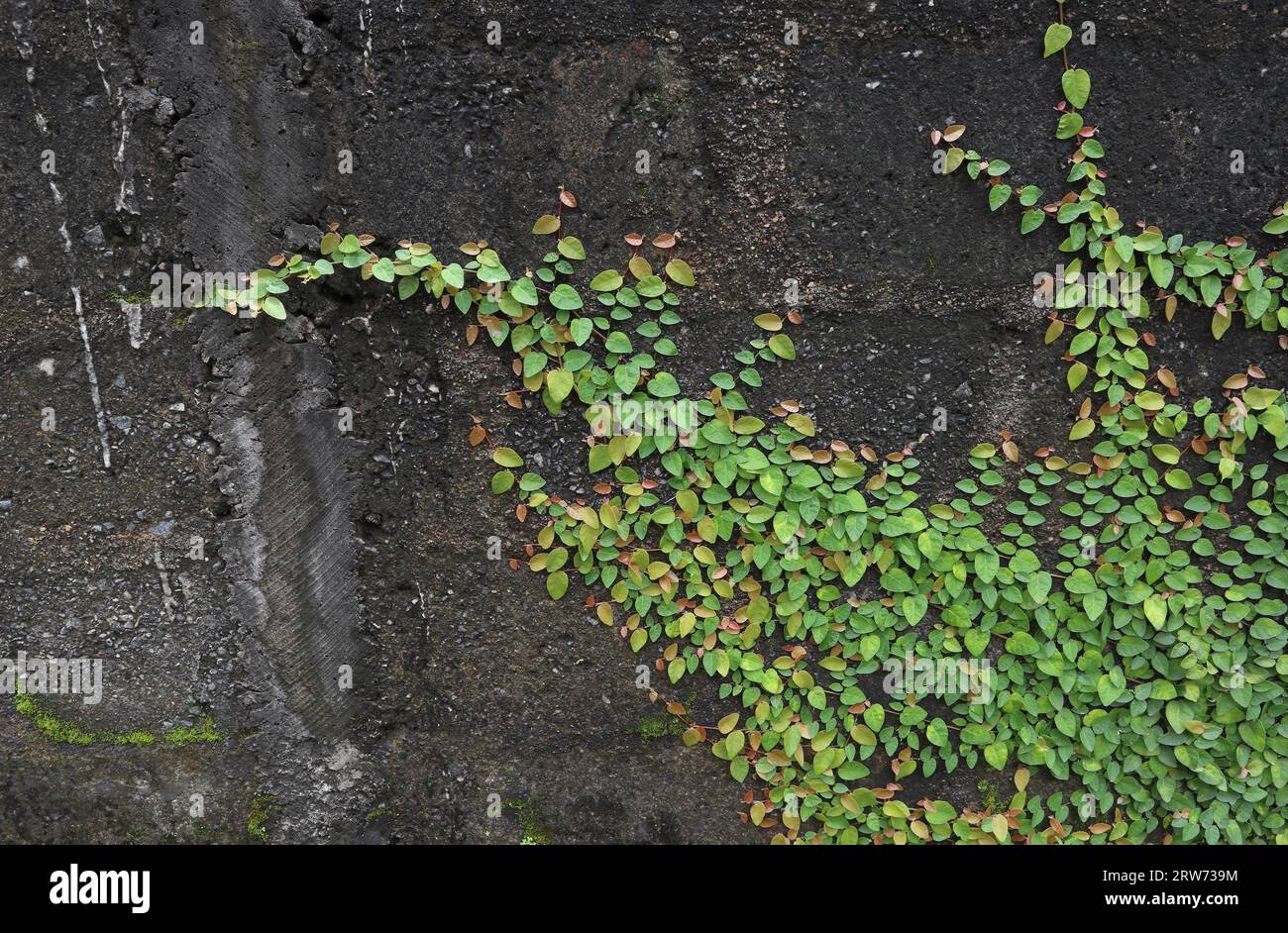 A Creeping fig vine (Ficus Pumila) growing on the surface of an ...