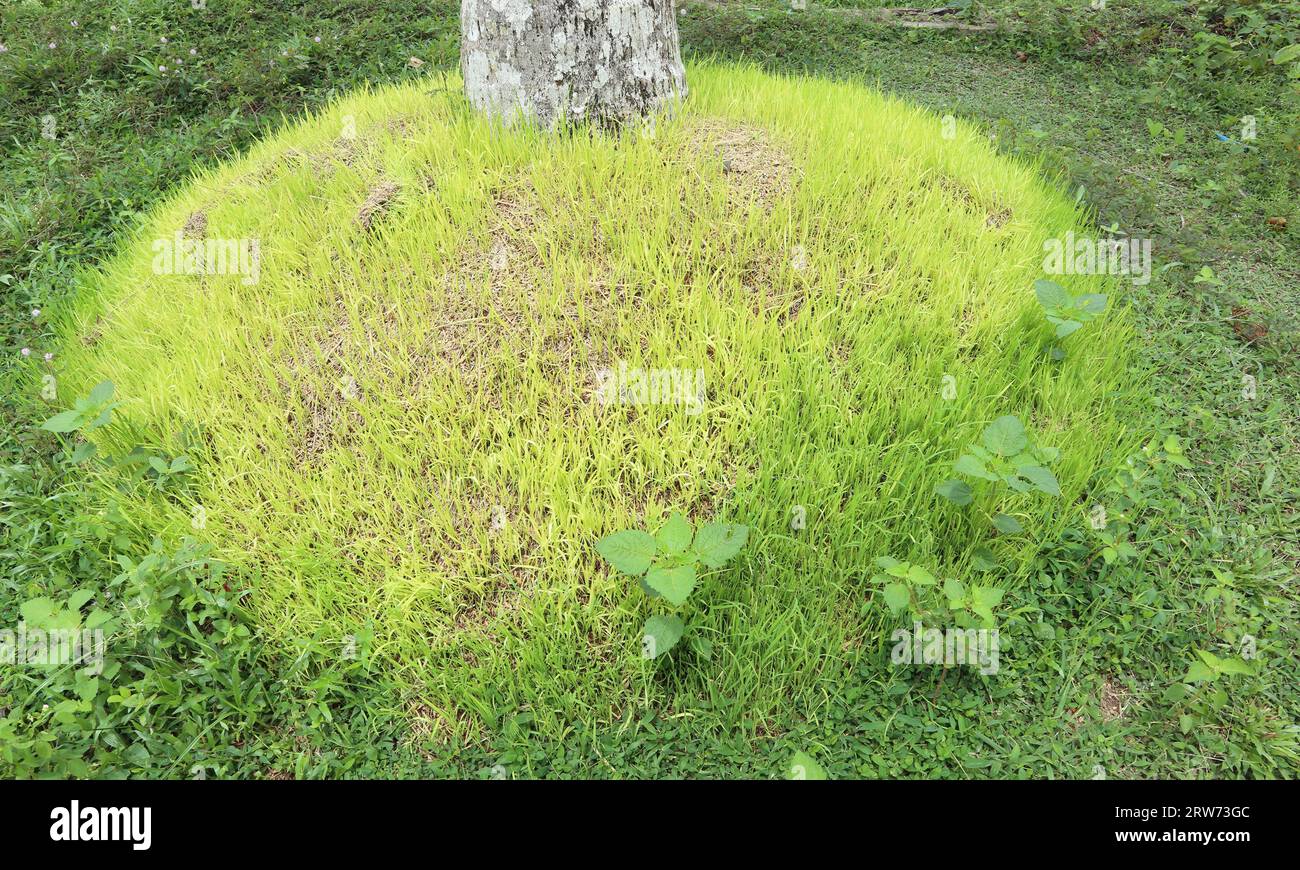 Sterile rice hi-res stock photography and images - Alamy