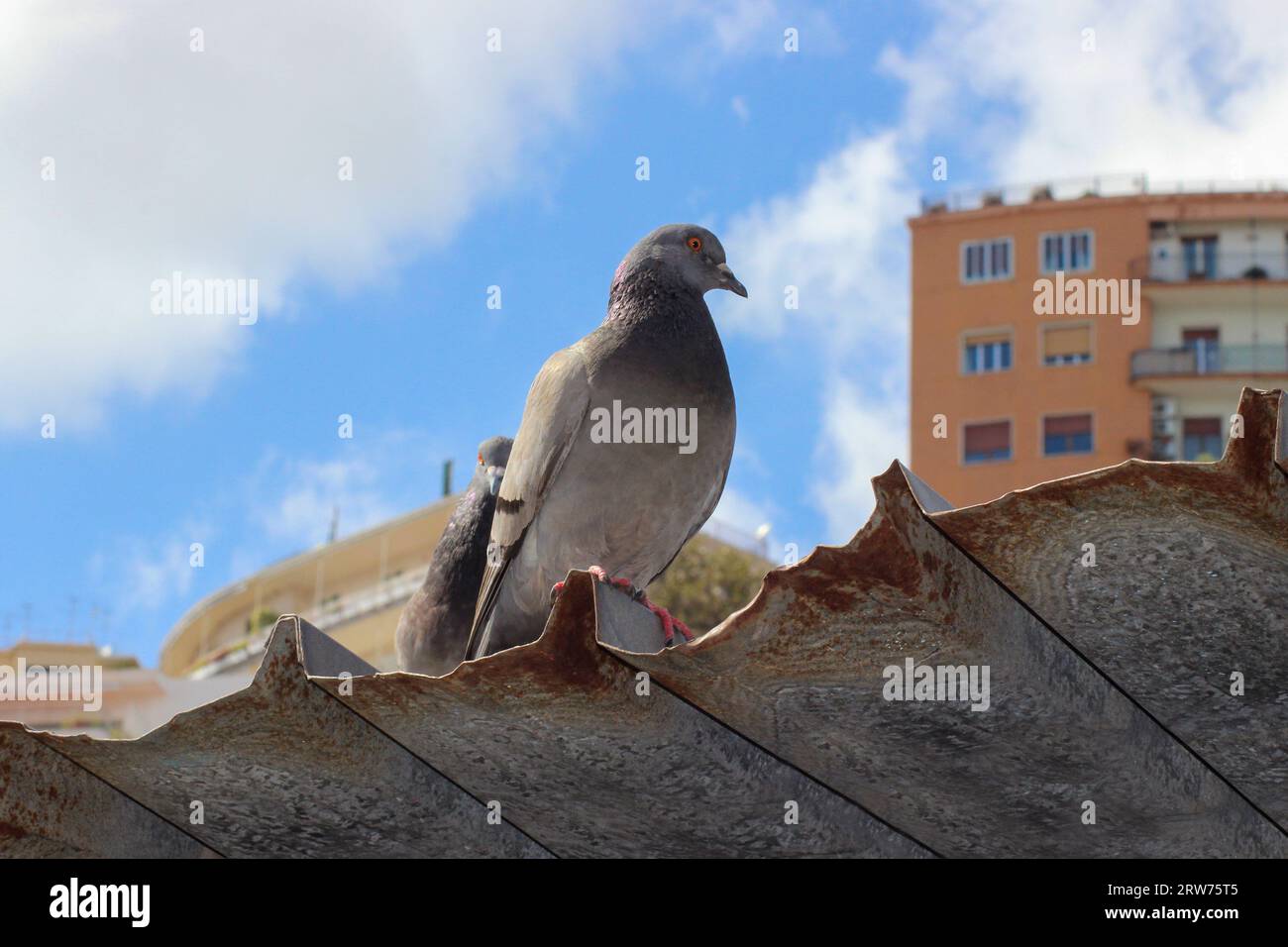 Natureinurbanity hi-res stock photography and images - Alamy