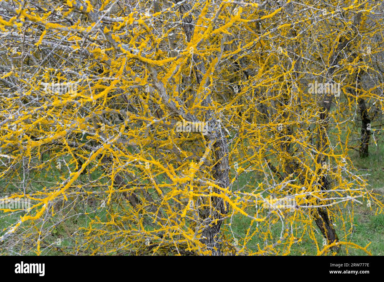 Lichen covered tree branches hi-res stock photography and images - Alamy
