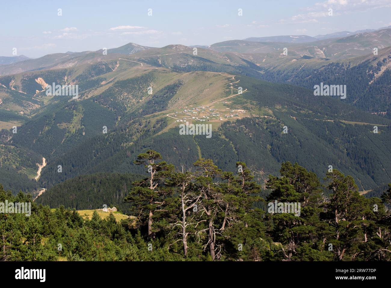 Rural plateau settlement on the mountain among pine forests, view from ...