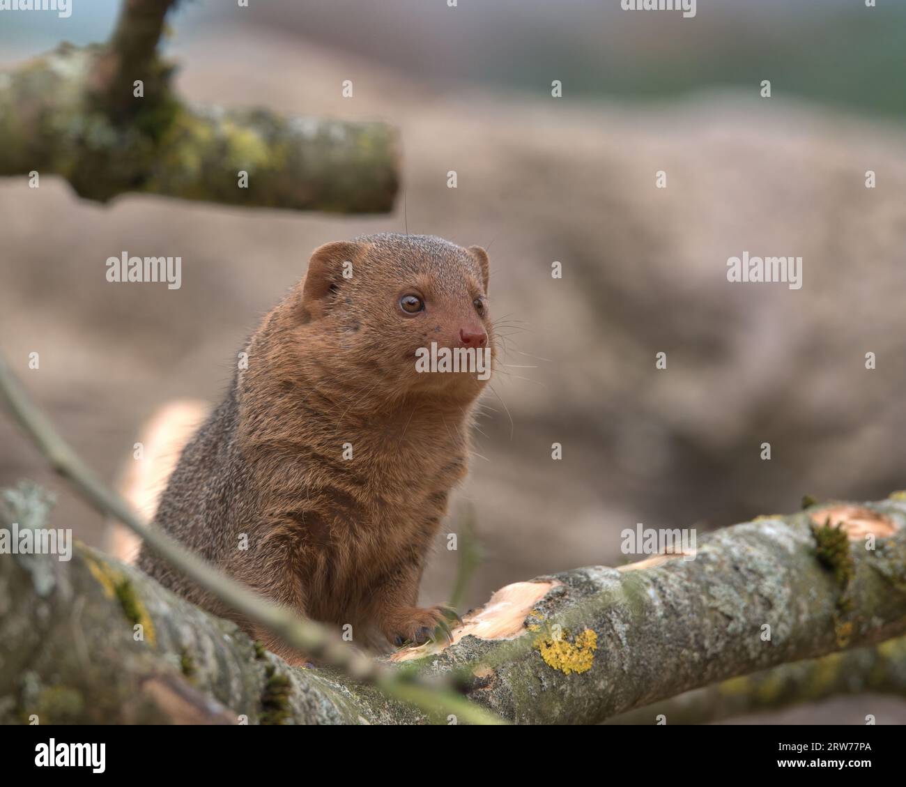 Common dwarf mongoose Stock Photo - Alamy