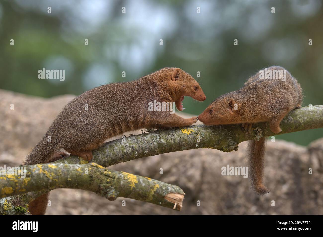 African dwarf mongoose hi-res stock photography and images - Alamy