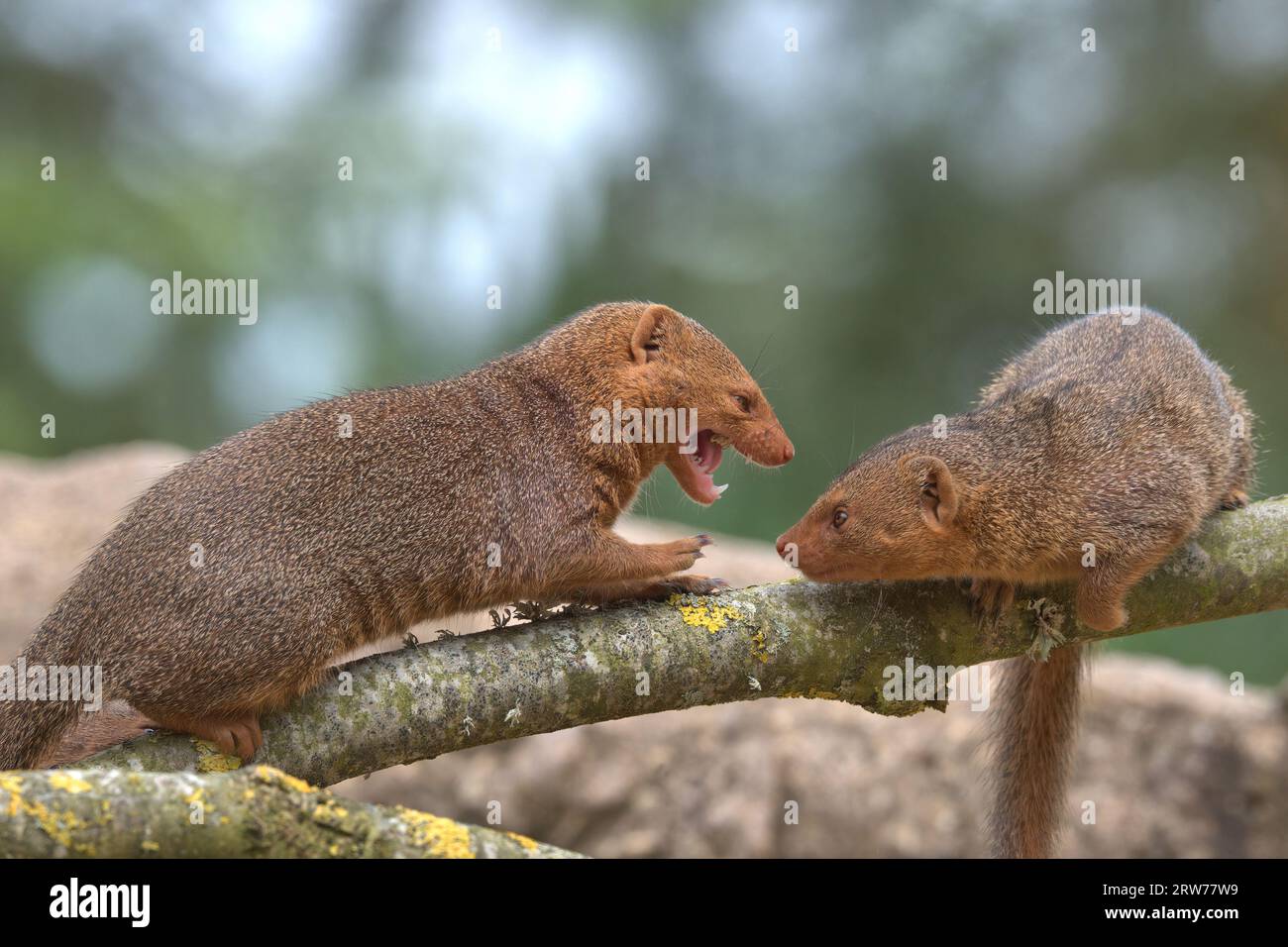 Common dwarf mongoose Stock Photo - Alamy