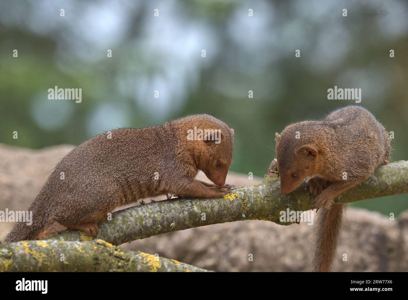 Common dwarf mongoose Stock Photo - Alamy
