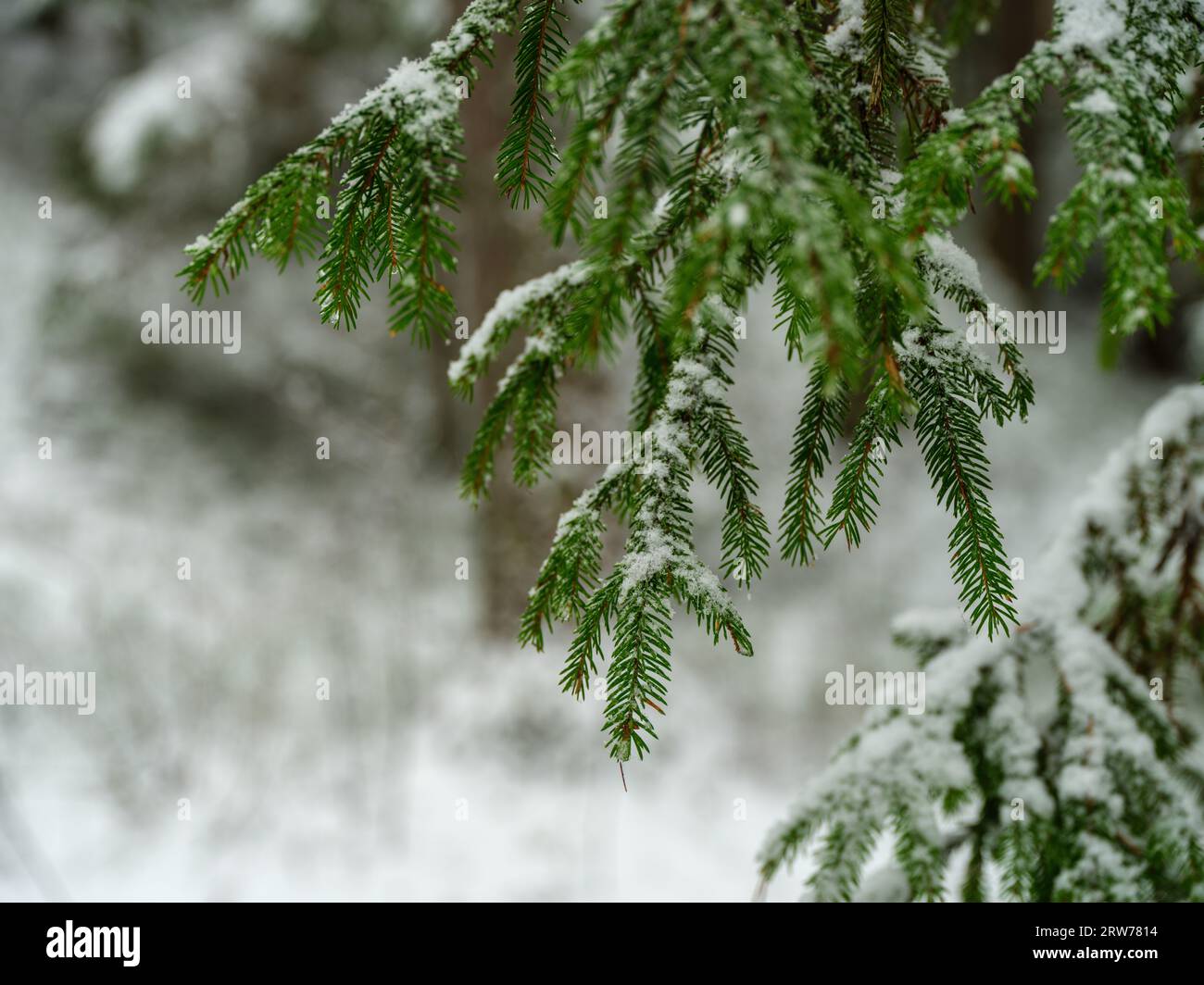 Vascular spur plant hi-res stock photography and images - Alamy
