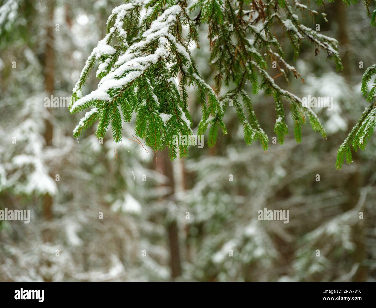 spur tree branches with snow in winter frost Stock Photo - Alamy
