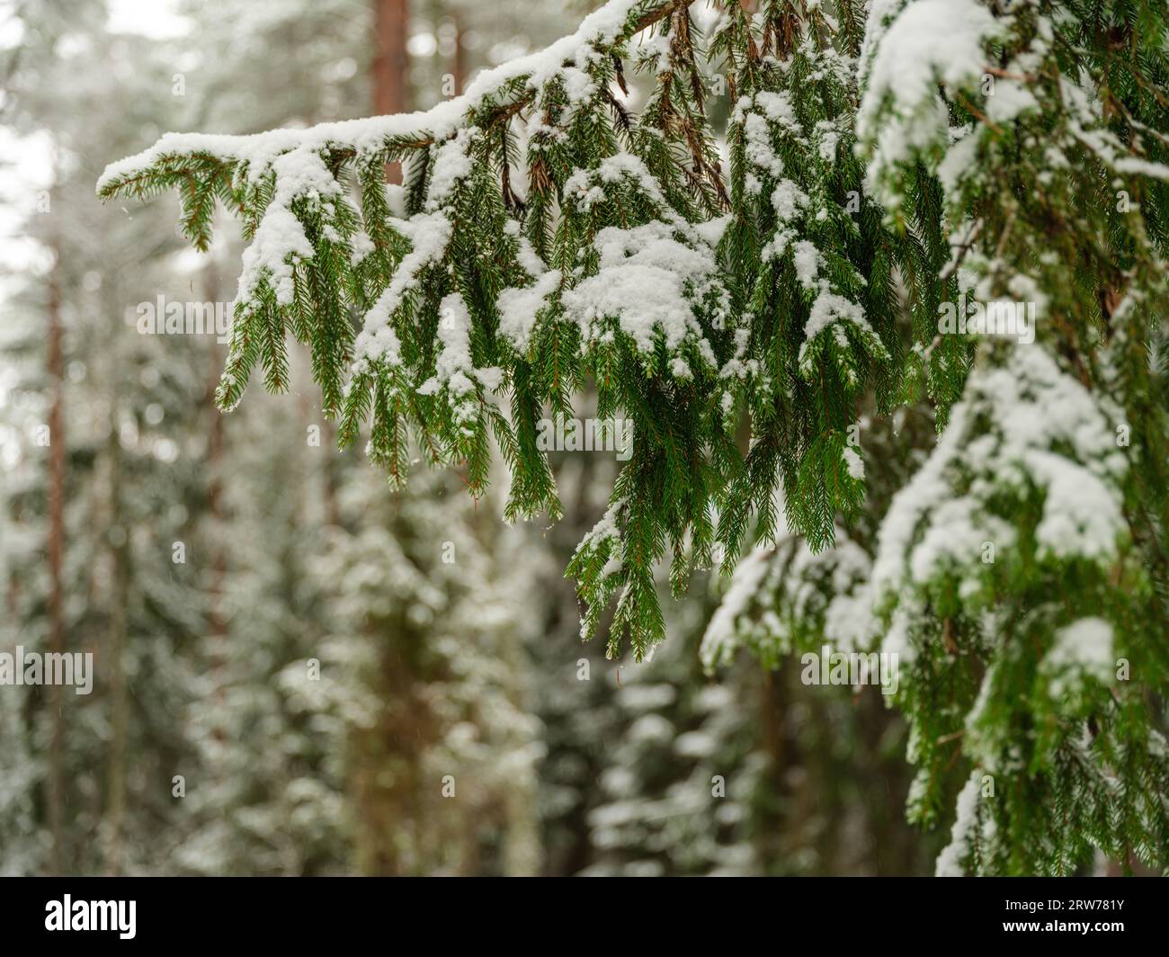 Vascular spur plant hi-res stock photography and images - Alamy