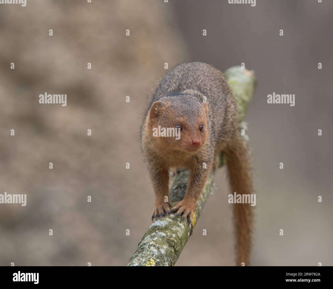 Common dwarf mongoose Stock Photo - Alamy