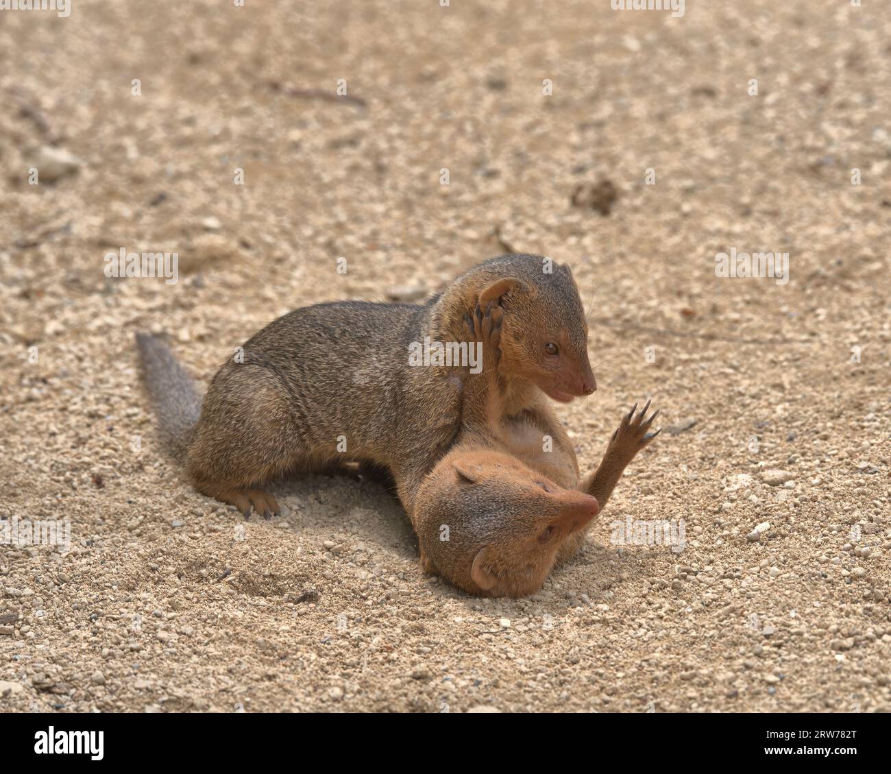 African dwarf mongoose hi-res stock photography and images - Alamy