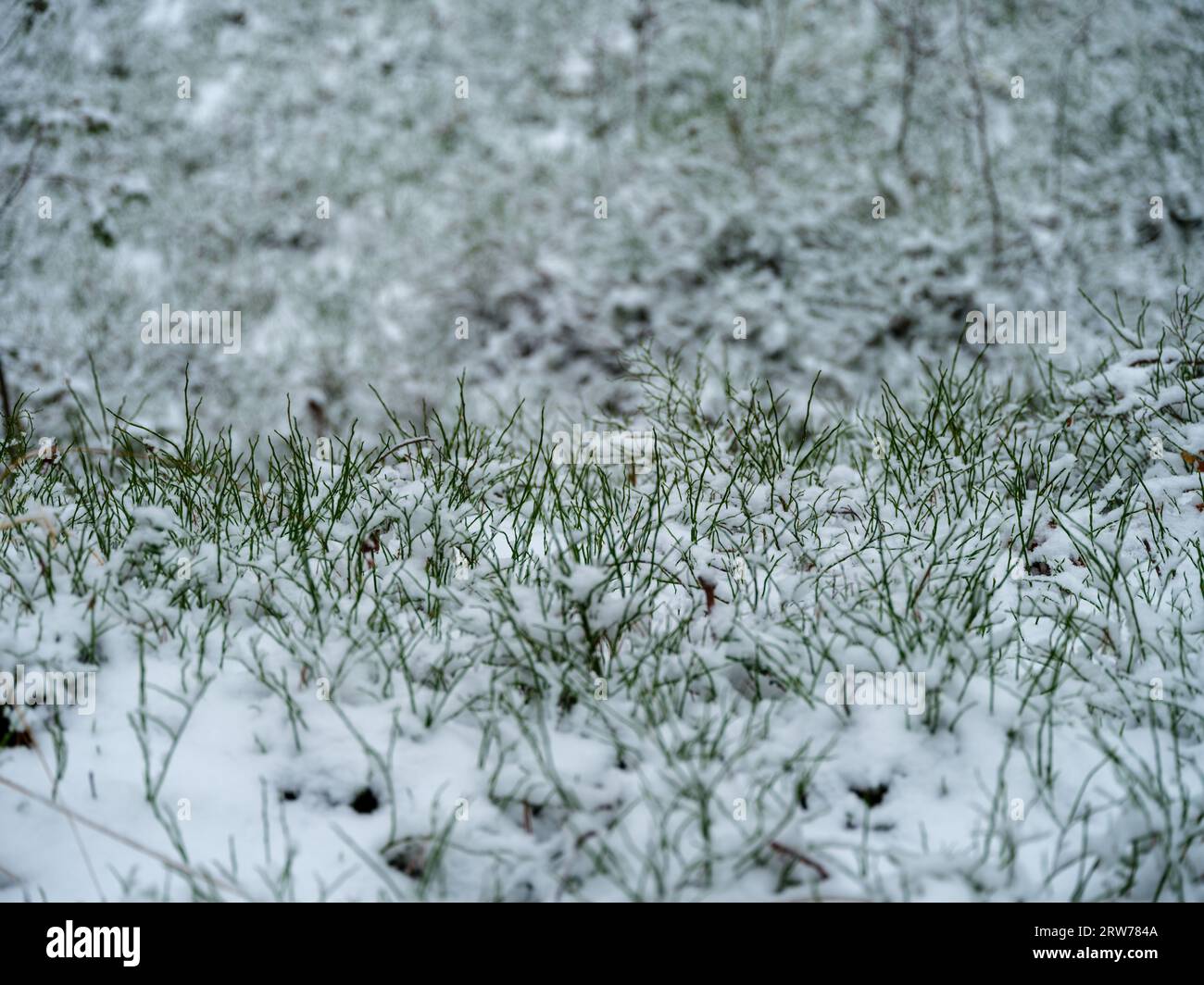 Vascular spur plant hi-res stock photography and images - Alamy