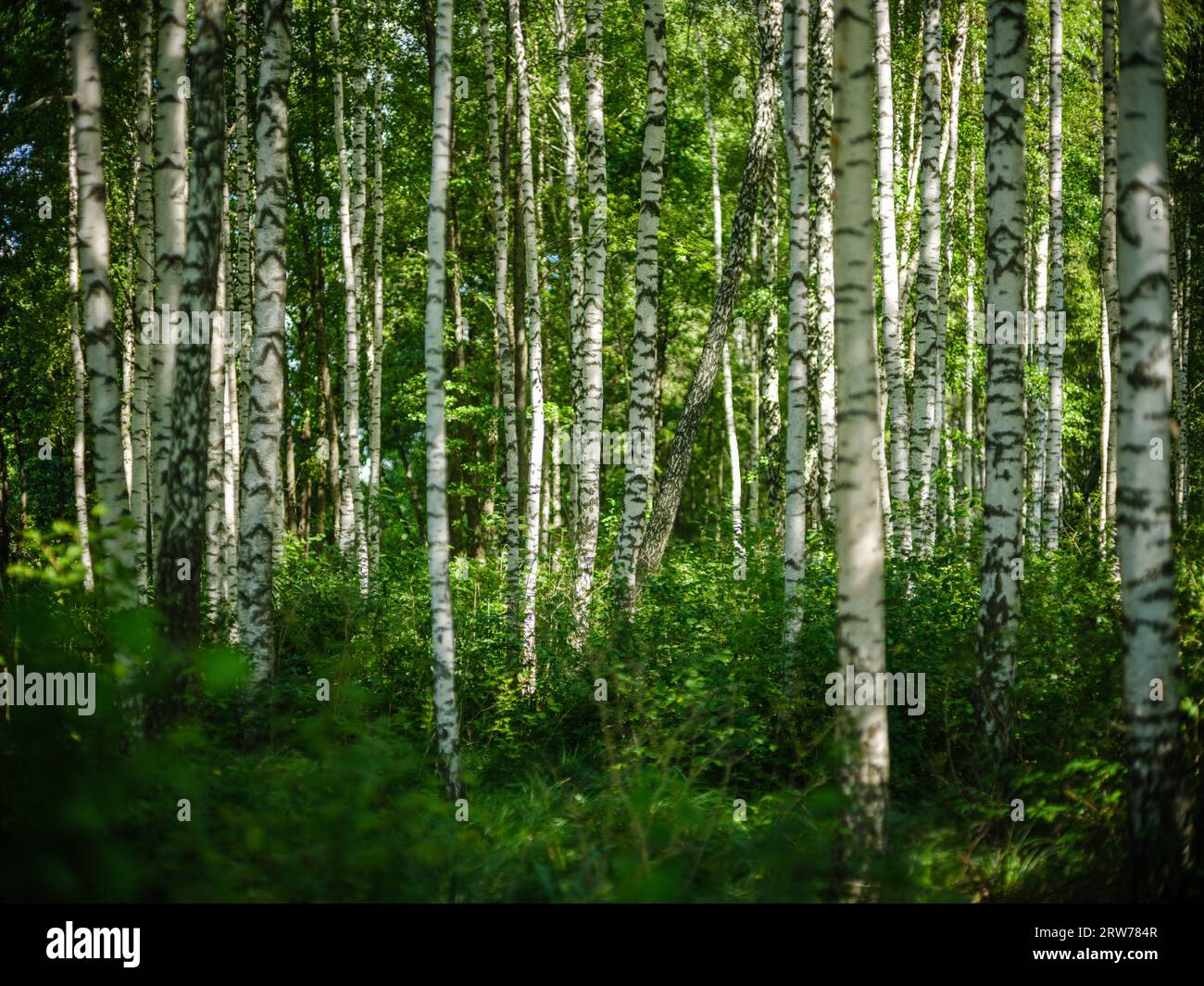 green autumn foliage details in wet autumn nature forest with textures ...