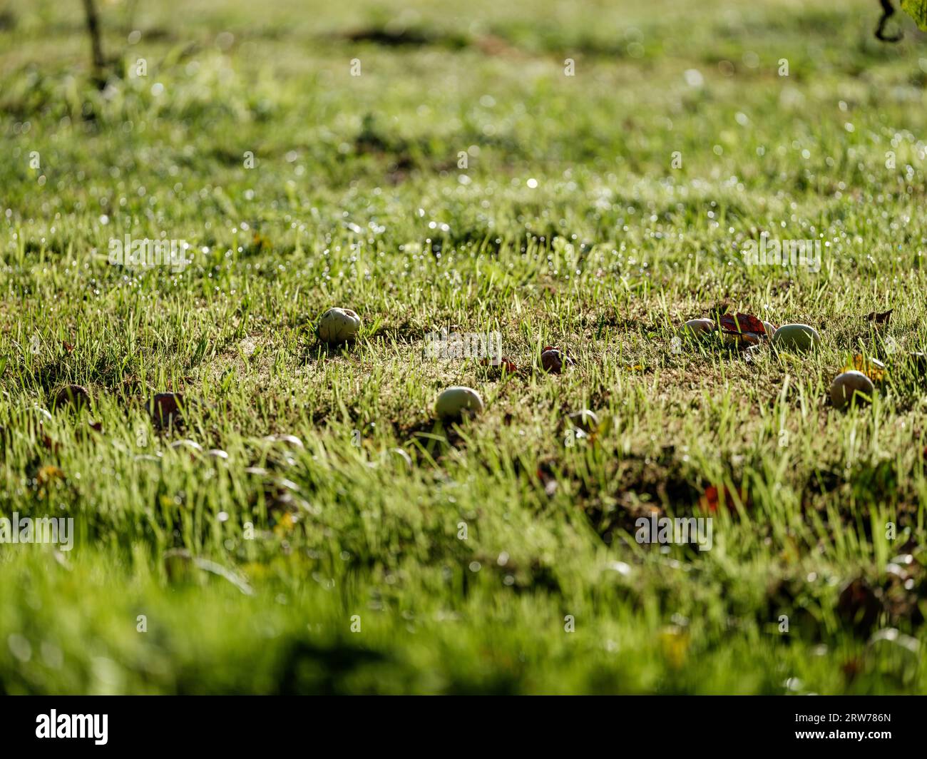 green autumn foliage details in wet autumn nature forest with textures ...