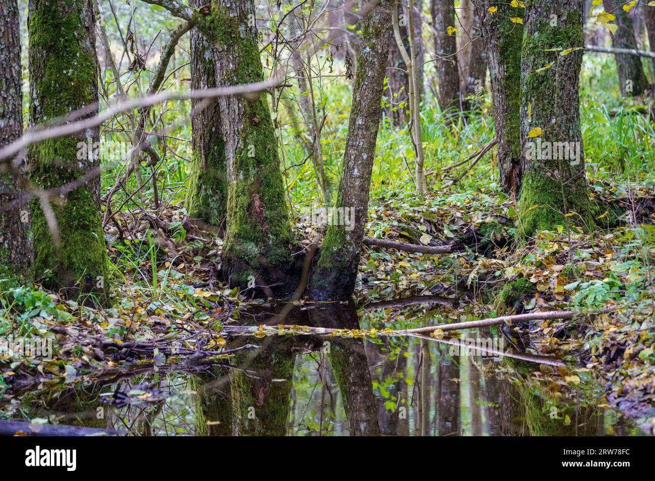Wet meadow riparian forest hi-res stock photography and images - Alamy