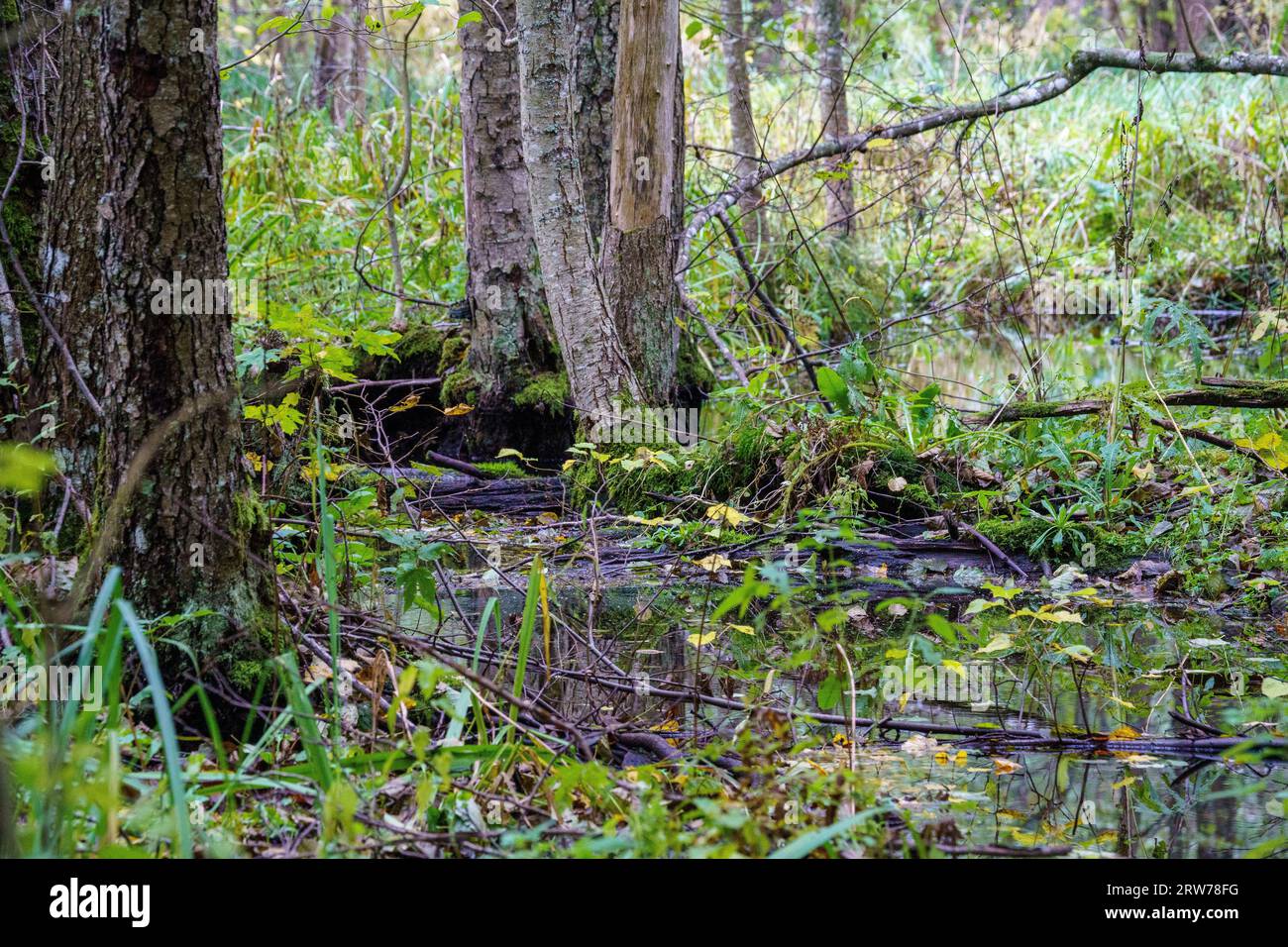 Wet meadow riparian forest hi-res stock photography and images - Alamy