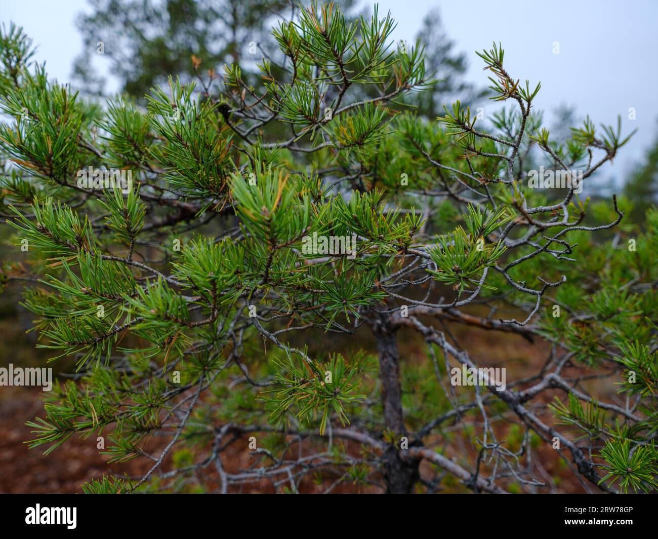 swamp wetlands landscape for gathering turf natural energie field Stock ...
