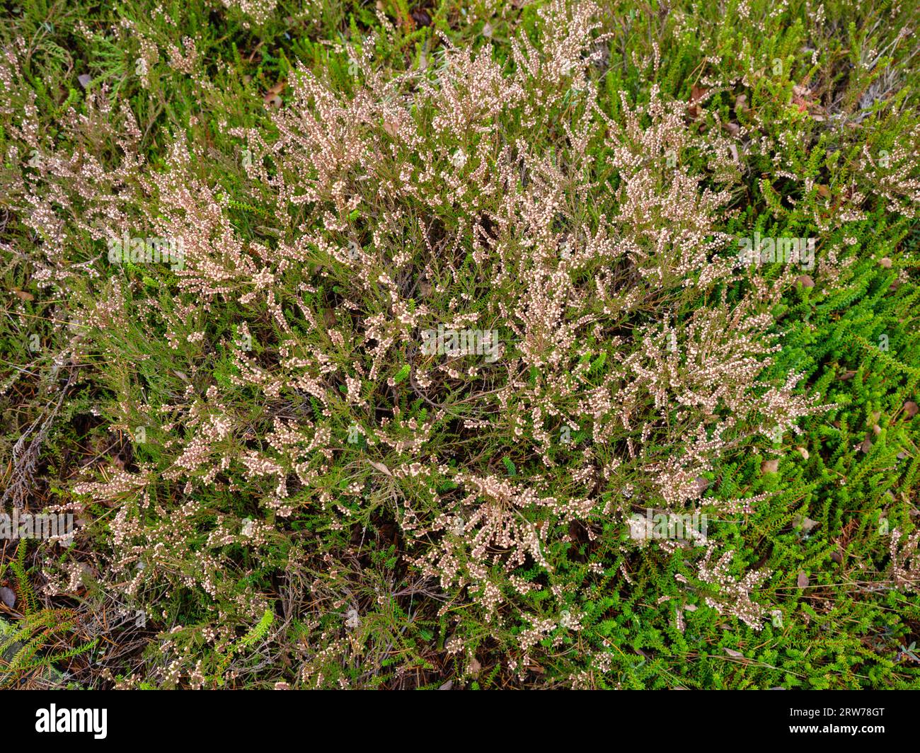 swamp wetlands landscape for gathering turf natural energie field Stock ...